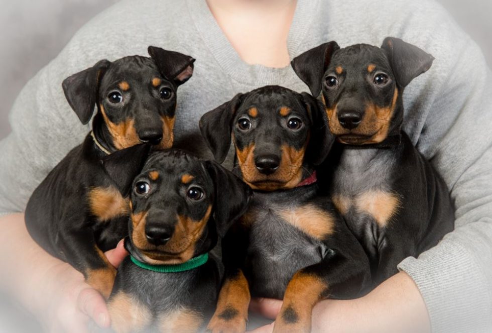 Manchester Terriers - Moonshadows Kennel